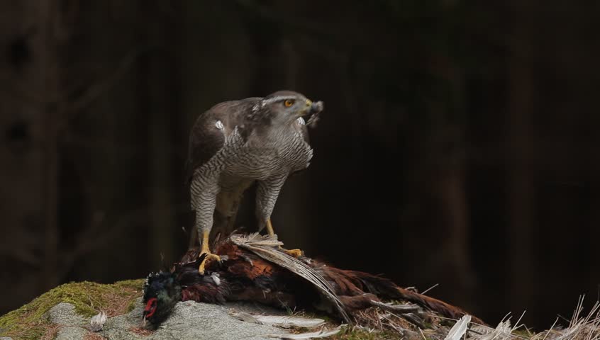 Wildlife Feeding Scene From Forest With Birds Of Prey. Goshawk Kill ...