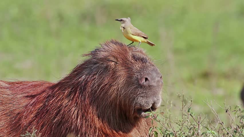 Capybara image - Free stock photo - Public Domain photo - CC0 Images