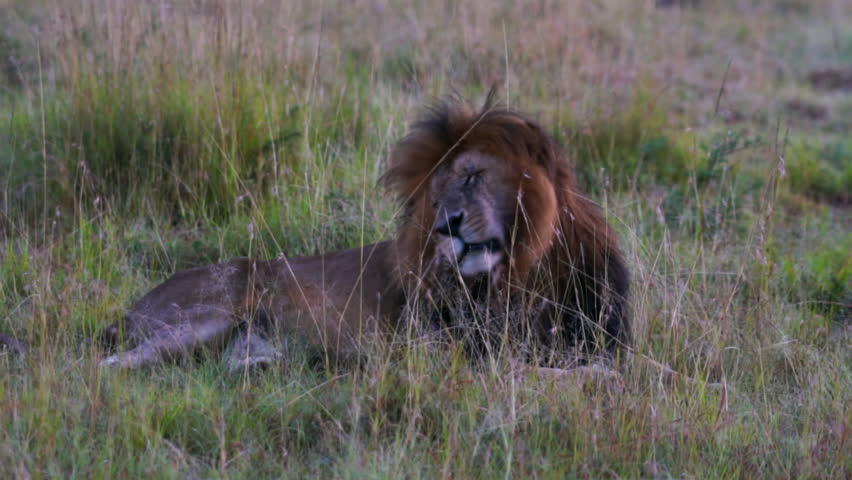 Lion Roaring loudly image - Free stock photo - Public Domain photo ...