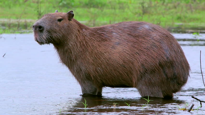 Capybara image - Free stock photo - Public Domain photo - CC0 Images