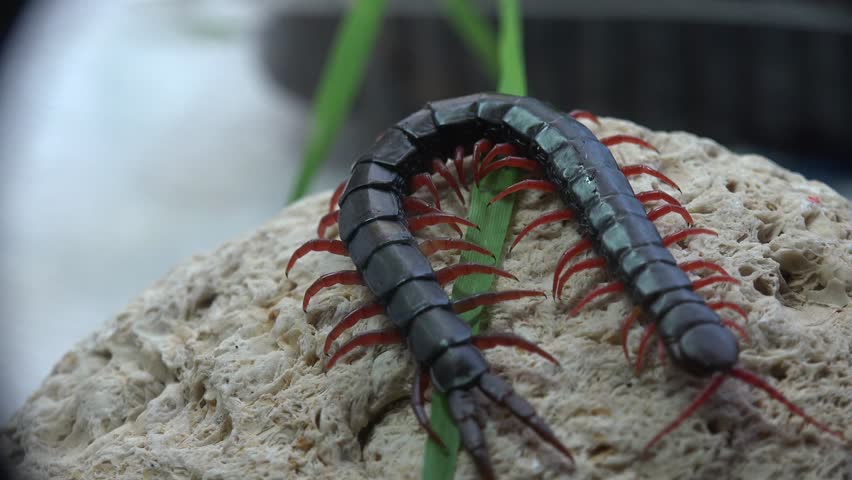 Black Scolopendra, Centipede Insect Macro Red Legs And Hard Shell ...