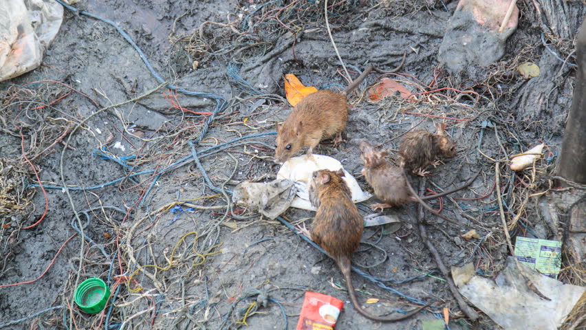 Mother Pack Rat Foot Stomping Stock Footage Video 5733311 | Shutterstock