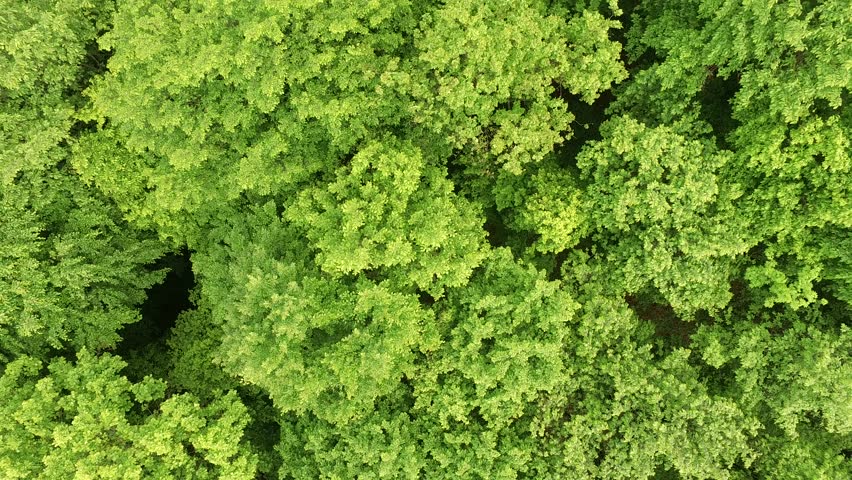 Top View of Green Forest Stock Footage Video (100% Royalty-free ...