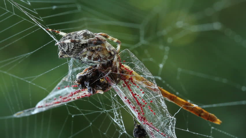 Spider in Web Eating Dragonfly Stock Footage Video (100% Royalty-free ...