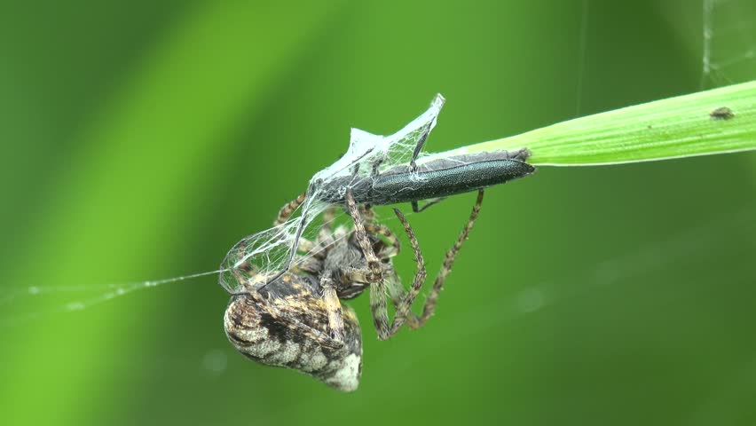 Close Up Dead Frog Decompose In Water,Dead Frog In Pond Stock Footage ...