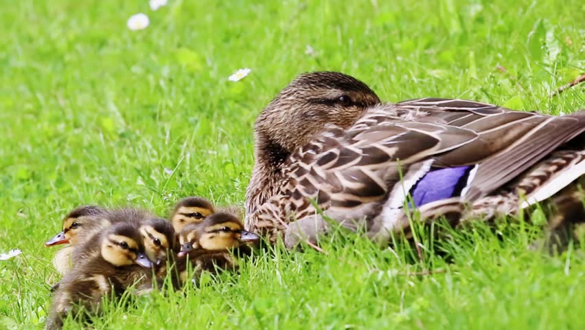 Duck with Duckling Stock Footage Video (100% Royalty-free) 16721608 ...