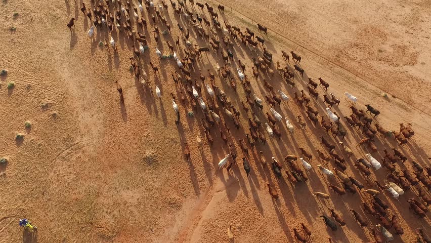 Aerial Cattle Muster, Aerial View In Outback Australia, More Than 500 ...