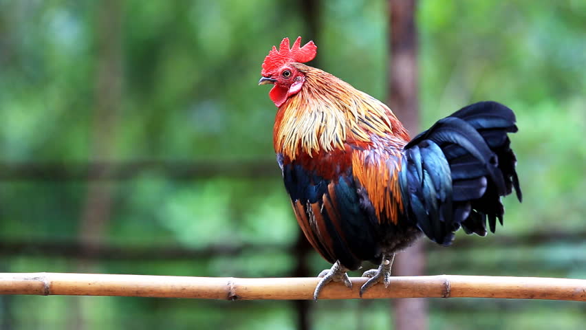Red Junglefowl, Beautiful Chicken In The Nature Of Thailand Stock ...