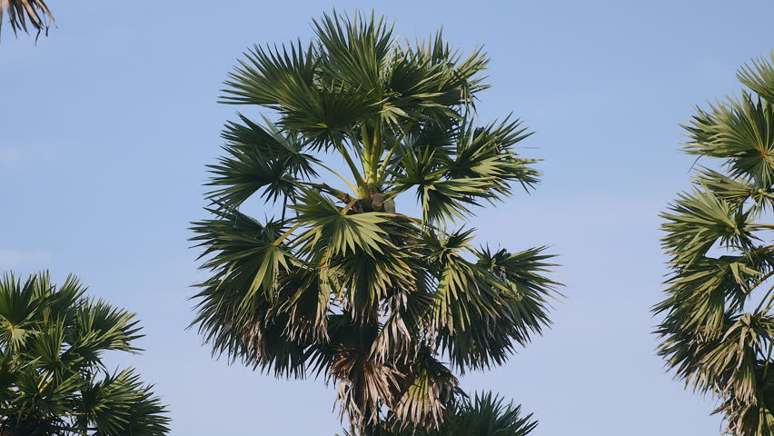 Stock video of toddy tapper collecting palm sap on | 16894648 ...