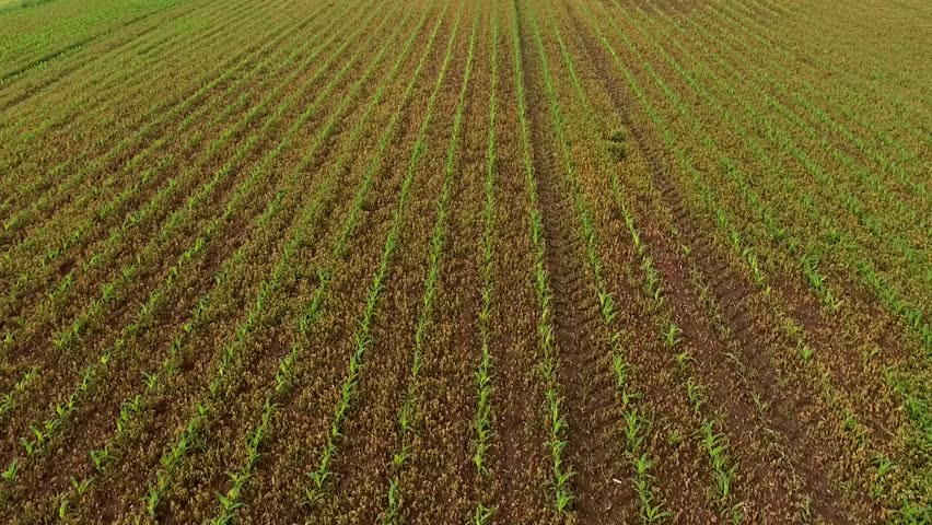 Flying On Marijuana Cannabis Plantation Field Aerial View Industrial ...