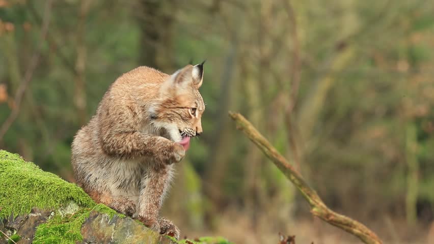Lynx in the Forest. Lynx Stock Footage Video (100% Royalty-free ...