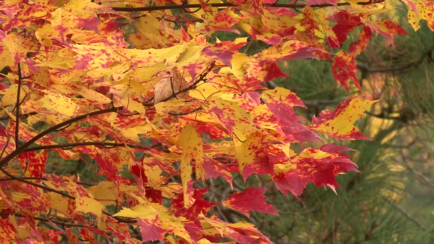 Stock video of multi-colored leaves rustle in autumn breeze | 1722058 ...