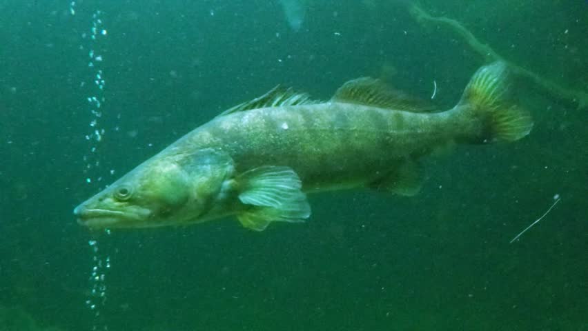 Freshwater Fish Pike Perch (Sander Lucioperca) In The Beautiful Clean ...