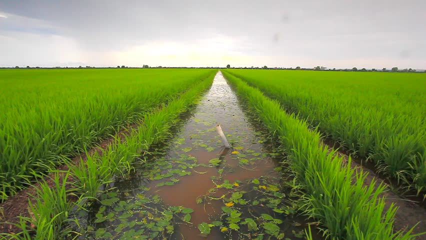 Stock Video Clip of Irrigation water flowing into and filling a ...