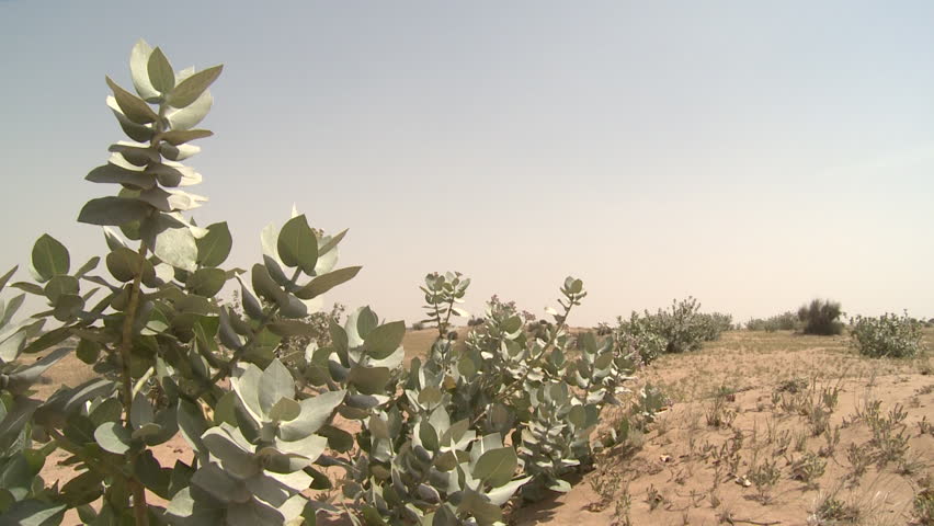 Desert Plants, Uae. Pan-right Across Stock Footage Video (100% Royalty ...