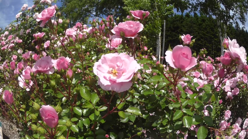 Stock Video Clip of Rose Garden of the blue sky. Captured | Shutterstock