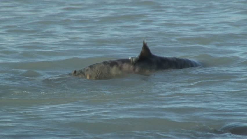 Stock video of close up", cu of fish flapping | 1795418 | Shutterstock