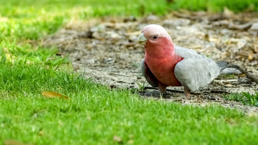 Beautiful Galah Parrot Searching For Food And Feeding On Seeds Found In ...