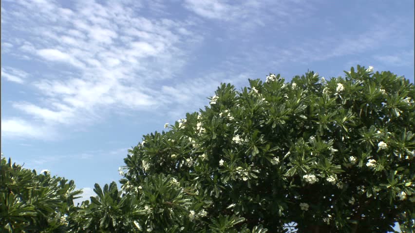 Plumeria (common Name Frangipani) Flowers - Typical Hawaiian Tropical ...