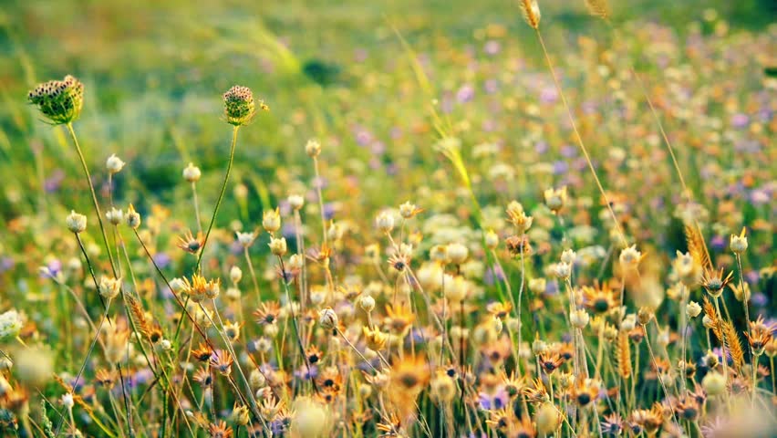 Rural Landscape with Wild Flowers Stock Footage Video (100% Royalty ...