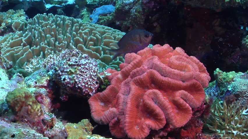 Saltwater Environment With Soft Coral And Sea Plants And Clown Fish ...