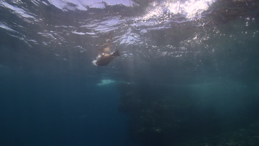 Beautiful Underwater Sea Scene View With Natural Light Rays, Shining ...