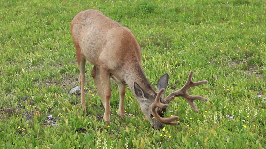 Stock video of grazing buck deer feeding on green | 1851208 | Shutterstock