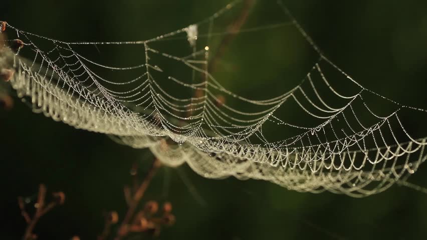 Stock video of spider web shaking on wind in | 18571268 | Shutterstock