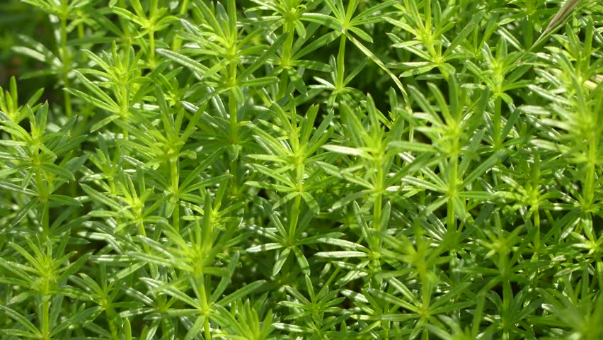 Green Cannabis At Marijuana Farm In Kathmandu, Nepal Stock Footage ...