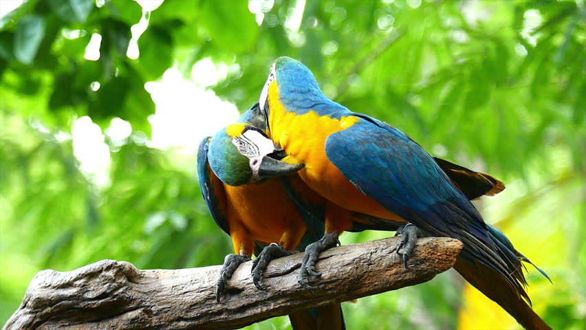 Parrots, Macaw Parrot, Stock Footage Video (100% Royalty-free) 18917318 ...