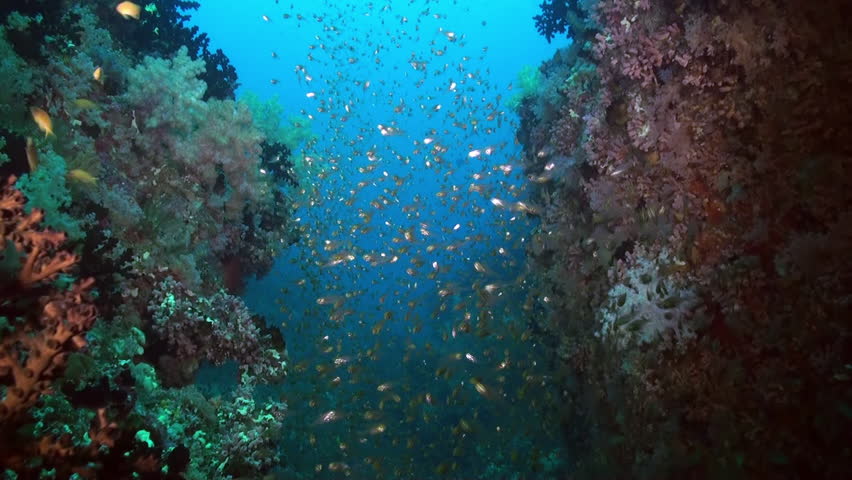 A Flock School Of Tropical Angry Fish On The Reef In Ocean At Duskin ...