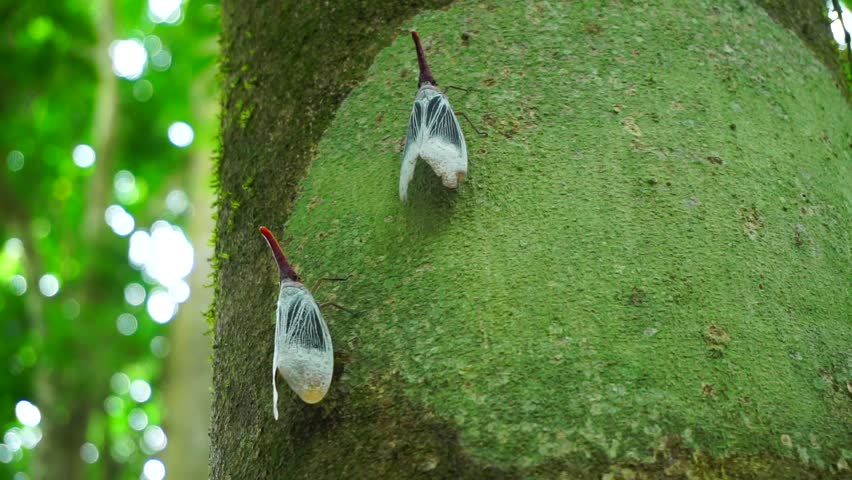 Lantern Bug Stock Footage Video 19034953 | Shutterstock