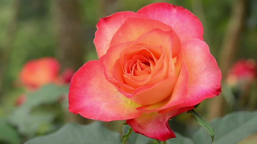 Gentle Breeze Blowing A Beautiful Orange Pink Rose Stock Footage Video ...