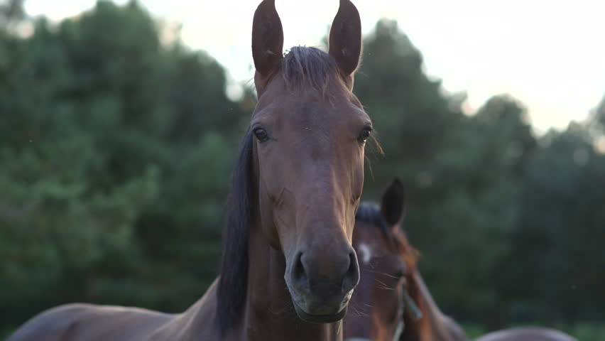 Winking Stock Footage Video | Shutterstock