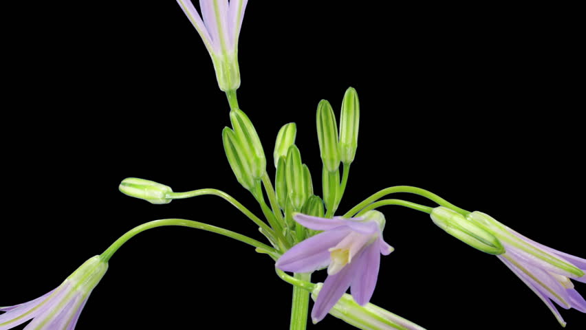 Time-lapse Of Growing And Blooming Brodiaea Flower 1x1 In PNG+ Format ...