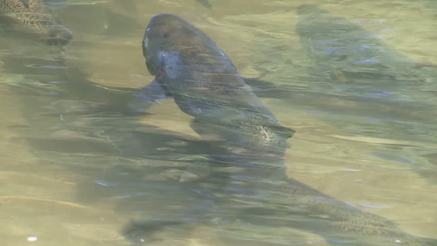 A Platypus Swims Around In A Lake Looking For Food Stock Footage Video ...