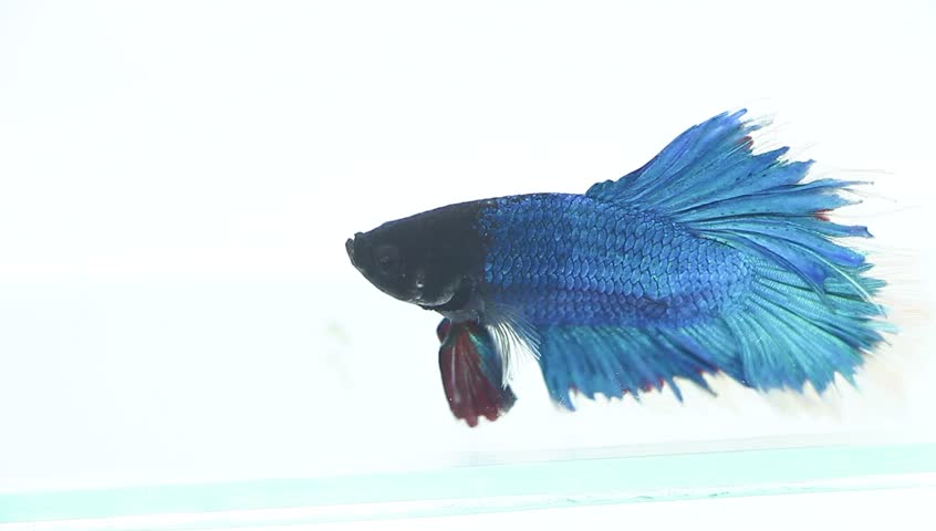 Beautiful Blue and White Beta Stock Footage Video (100% Royalty-free ...