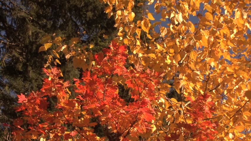 Autmn Leaves Still On The Tree Rustling In The Autumn Breeze, Reds And ...