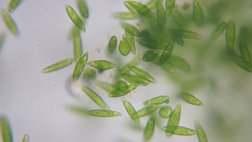 Motion of Single-celled Protozoa (euglena) Stock Footage Video (100% ...