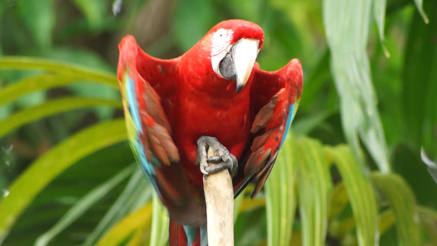 Parrot, Close-up Stock Footage Video (100% Royalty-free) 2028778 ...