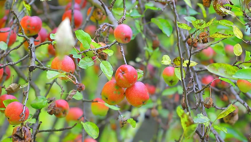 Apple Farm In Marpha, Mustang, Nepal. Stock Footage Video 4819193 ...