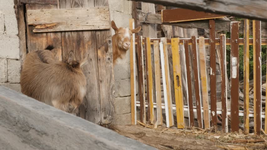 Domesticated Goats In Improvised Stall 4K 2160p 30fps UltraHD Footage ...