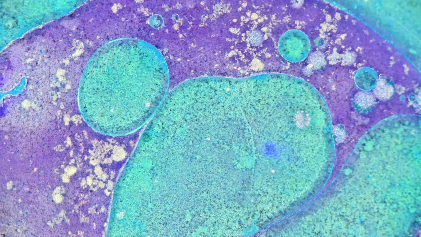 Cross-section Of Leaf Winter Jasmine Under A Microscope (Eloden Leaf C ...