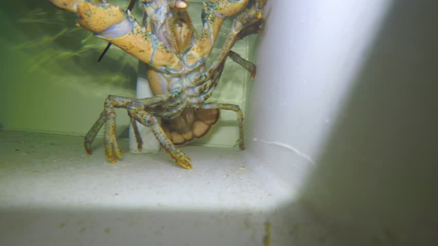 A HUGE Malaysian Earth Tiger Tarantula Retreats To Her Tree Burrow In ...