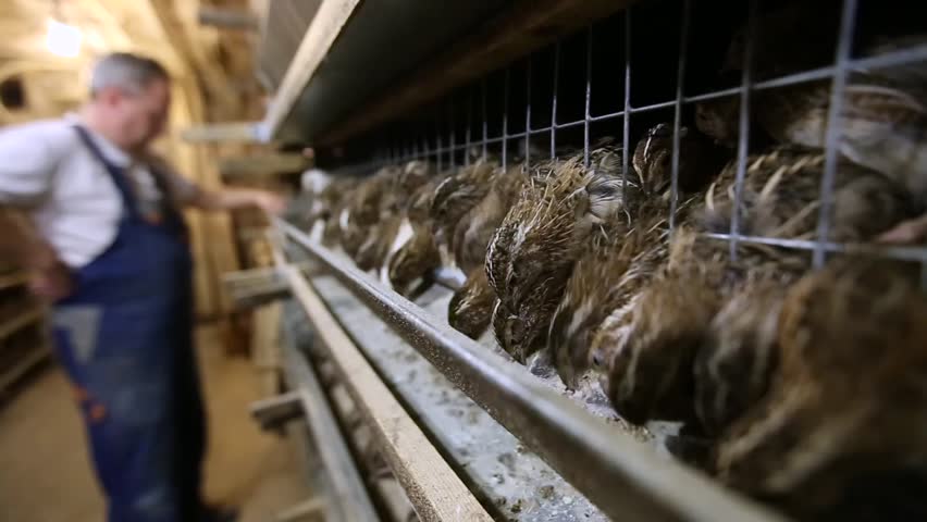 Stock Video Clip of farmer at quail poultry | Shutterstock