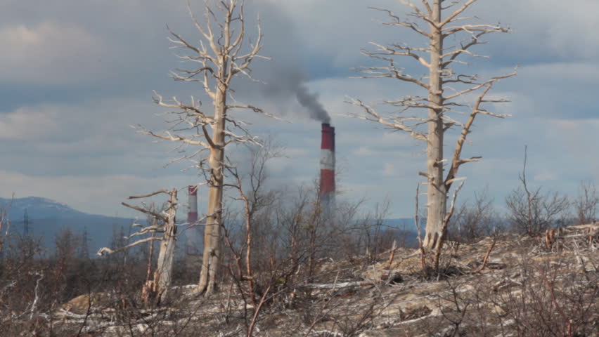 Dying Tree Stock Footage Video | Shutterstock