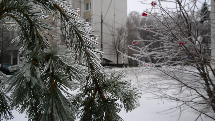 Trees In The Moscow Are Covered With Ice After Icy Rain. Stock Footage ...