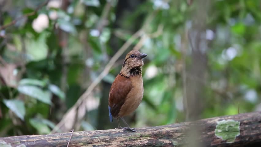 Stock video of giant pitta (hydrornis caeruleus) in sabah, | 21295258 ...