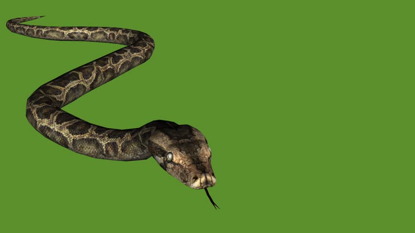 Coiled King Snake image - Free stock photo - Public Domain photo - CC0 ...