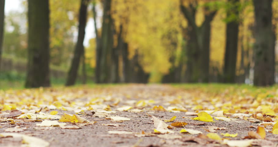 Autumn, Fall. Bright Colorful Autumn Leaves Falling Down. Beautiful ...